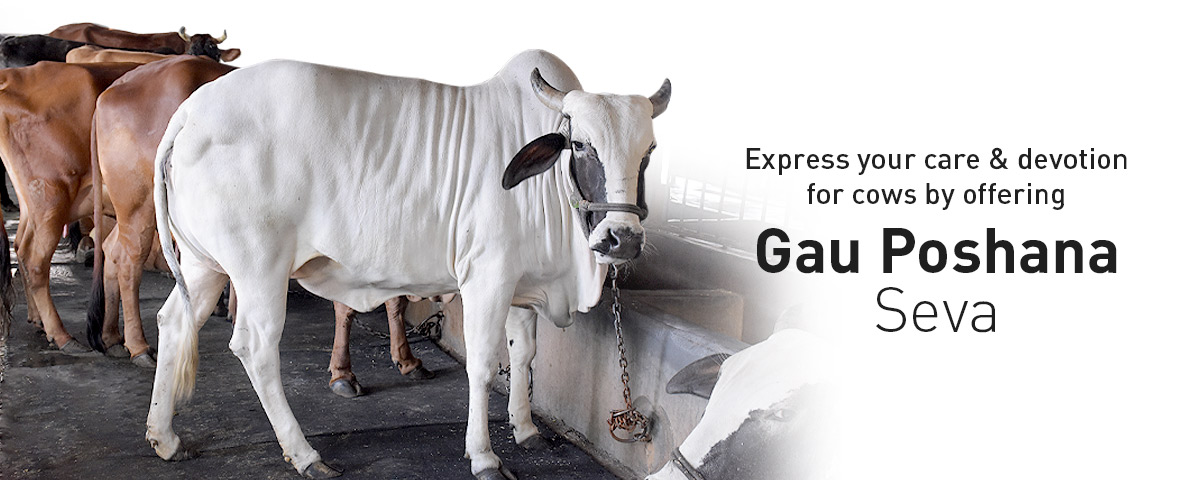Gau Poshan Seva – Nandgram Dham
